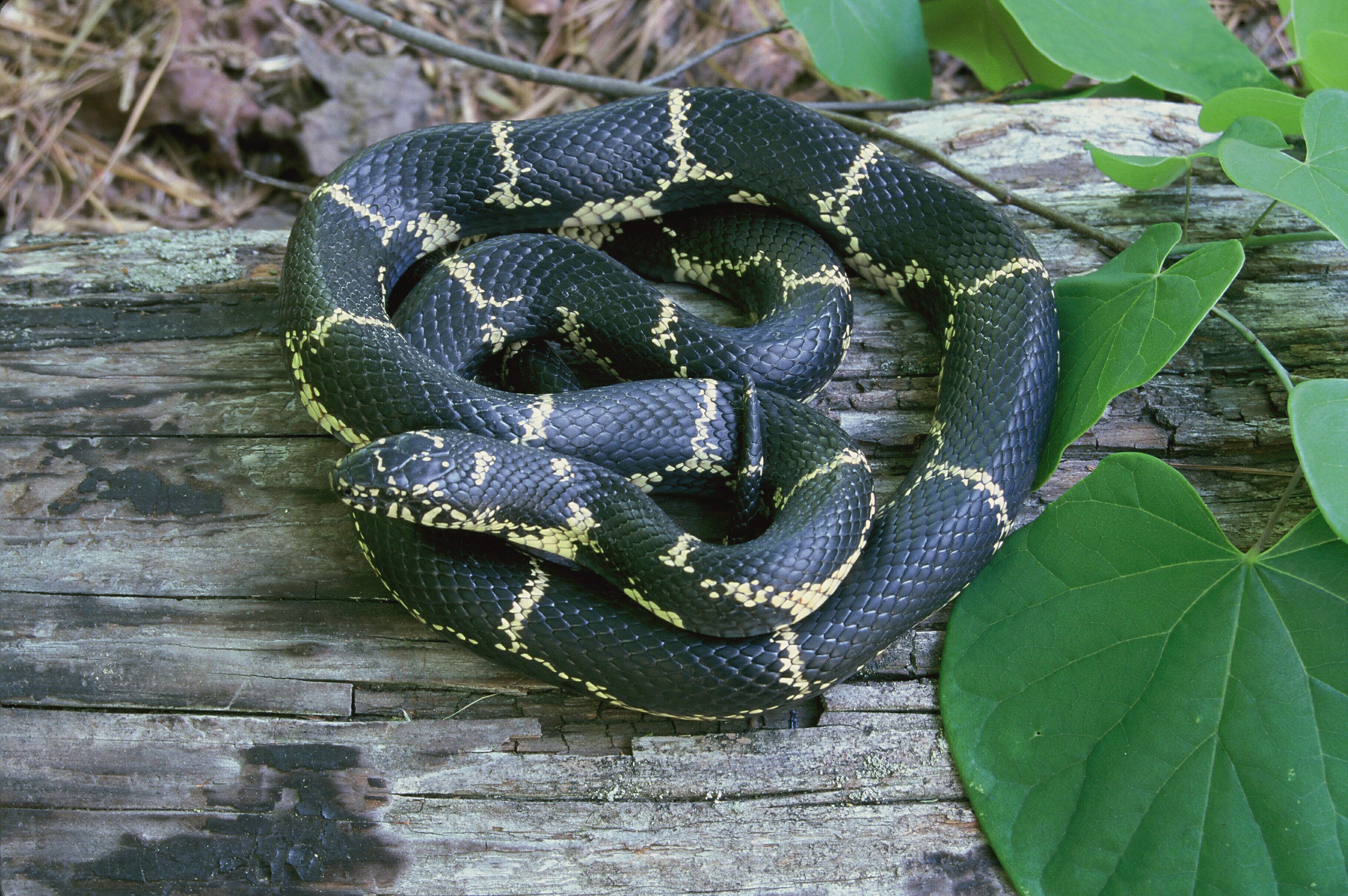 Snakes Commonly Found In North Georgia 11alive