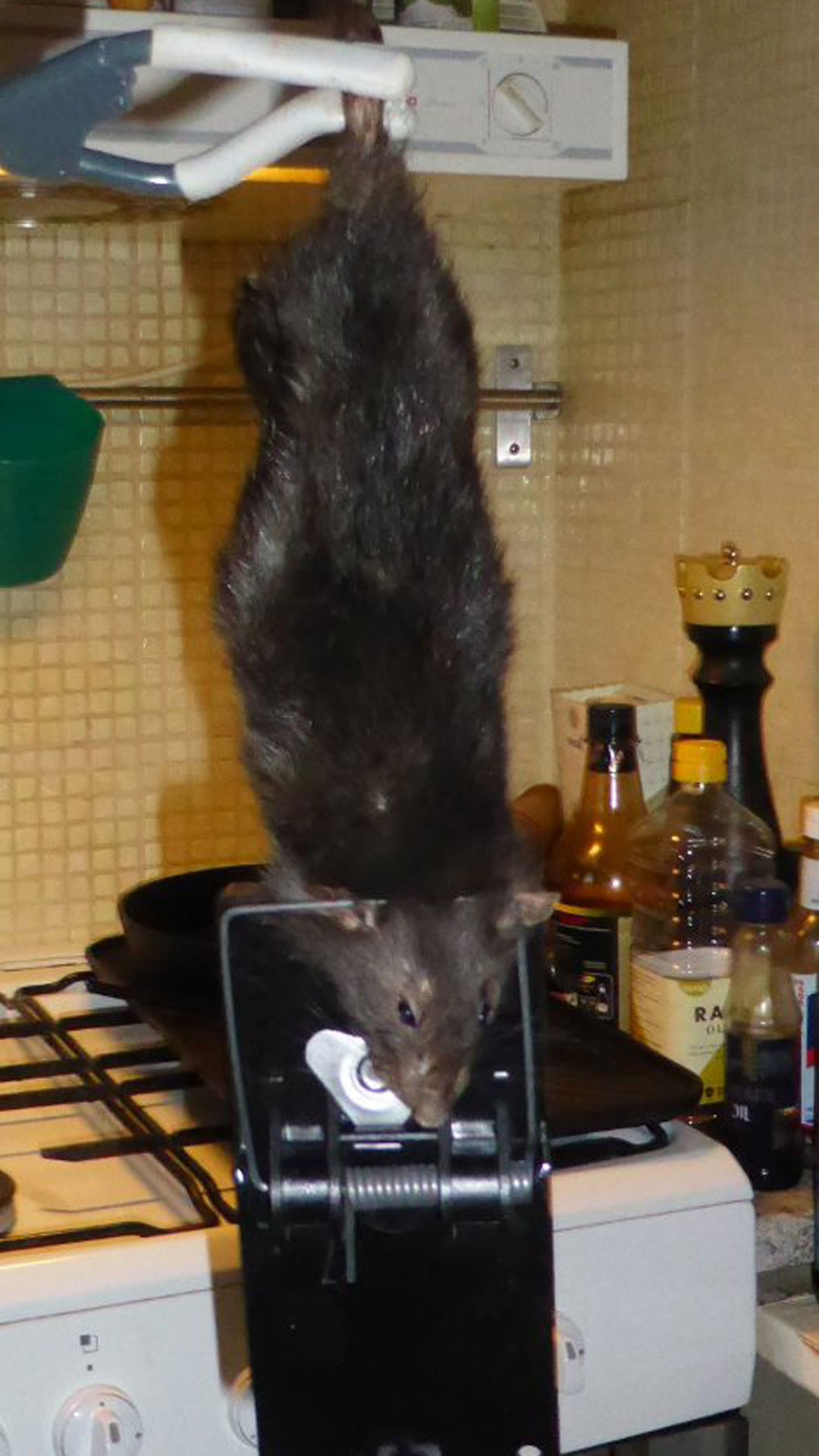 'Ratzilla': Huge rat is the talk of Sweden | 11alive.com