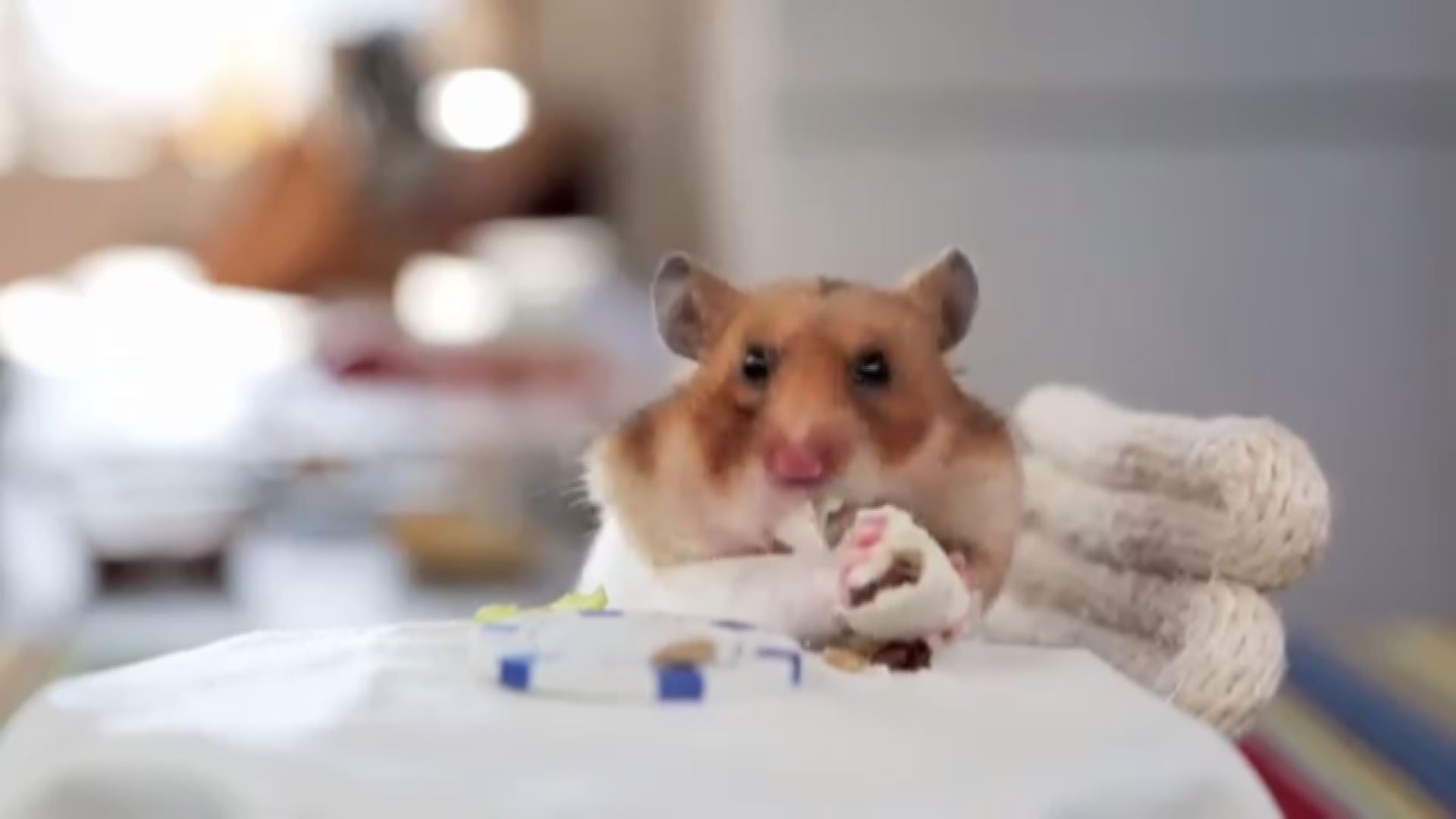 Tiny Burrito, Tiny Hamster viral video "dumb and delightful" | 11alive.com