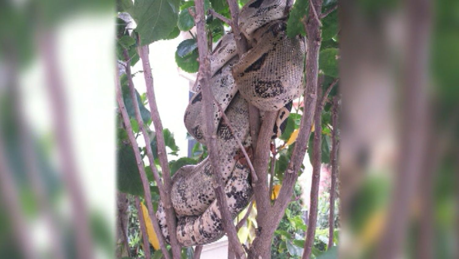 Boa constrictor on the loose in Florida neighborhood | 11alive.com