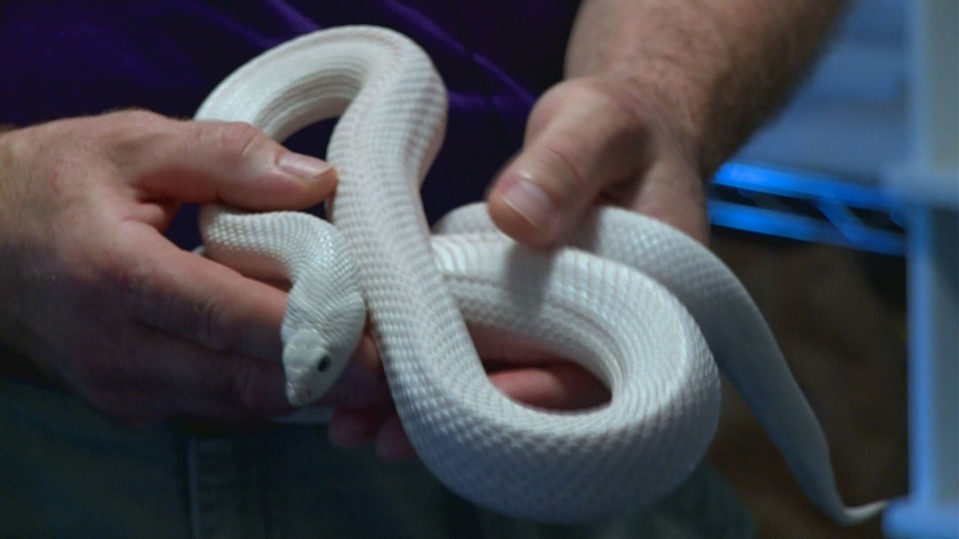Man keeps hundreds of snakes in home | 11alive.com