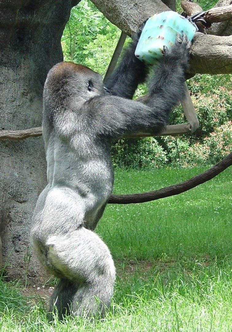 Zoo Atlanta gorilla loves popsicles | 11alive.com