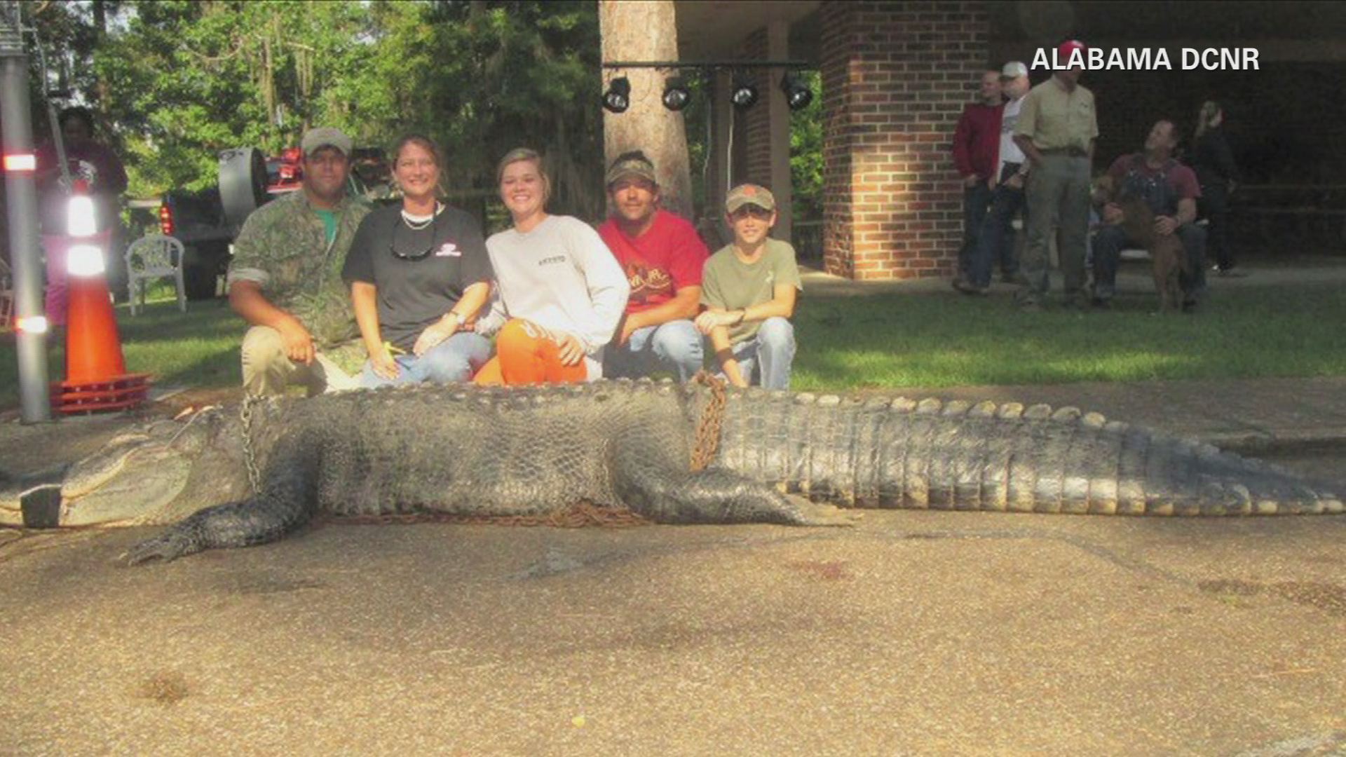 1,000-pound gator caught in Alabama | 11alive.com