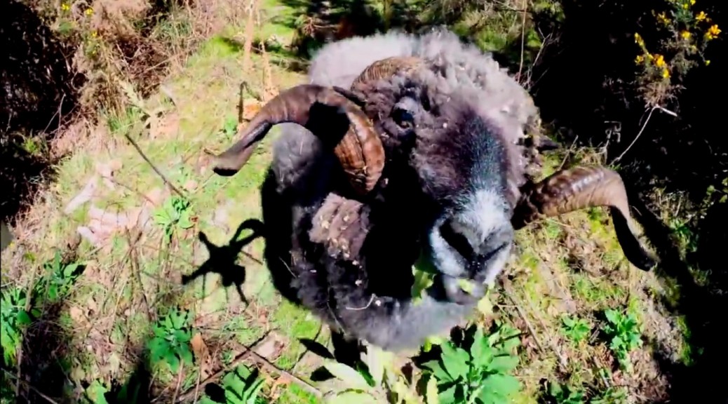 VIDEO: Rambro the angry ram attacks drone | 11alive.com