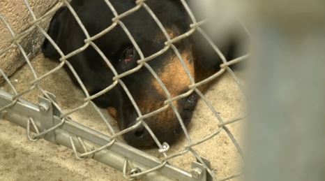 Authorities looking into dog burning mystery | 11alive.com
