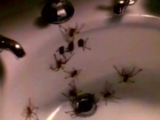 Spiders 'bleeding out of walls' force family from home | 11alive.com