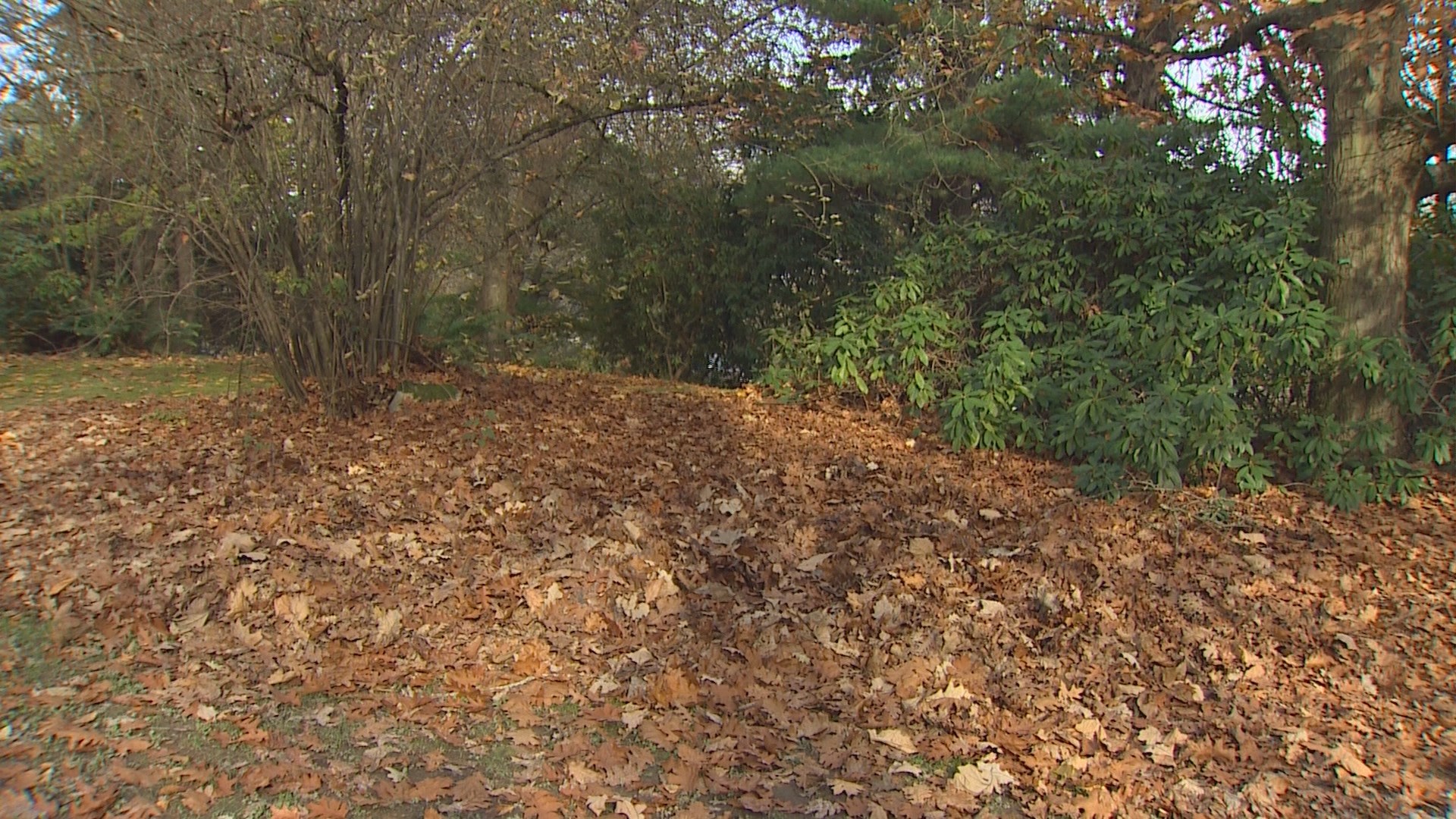 Don't rake your leaves, scientists say | 11alive.com