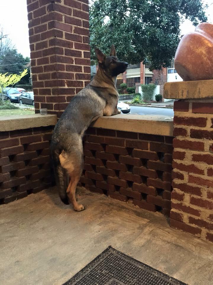 Missing German Shepherd found safe | 11alive.com