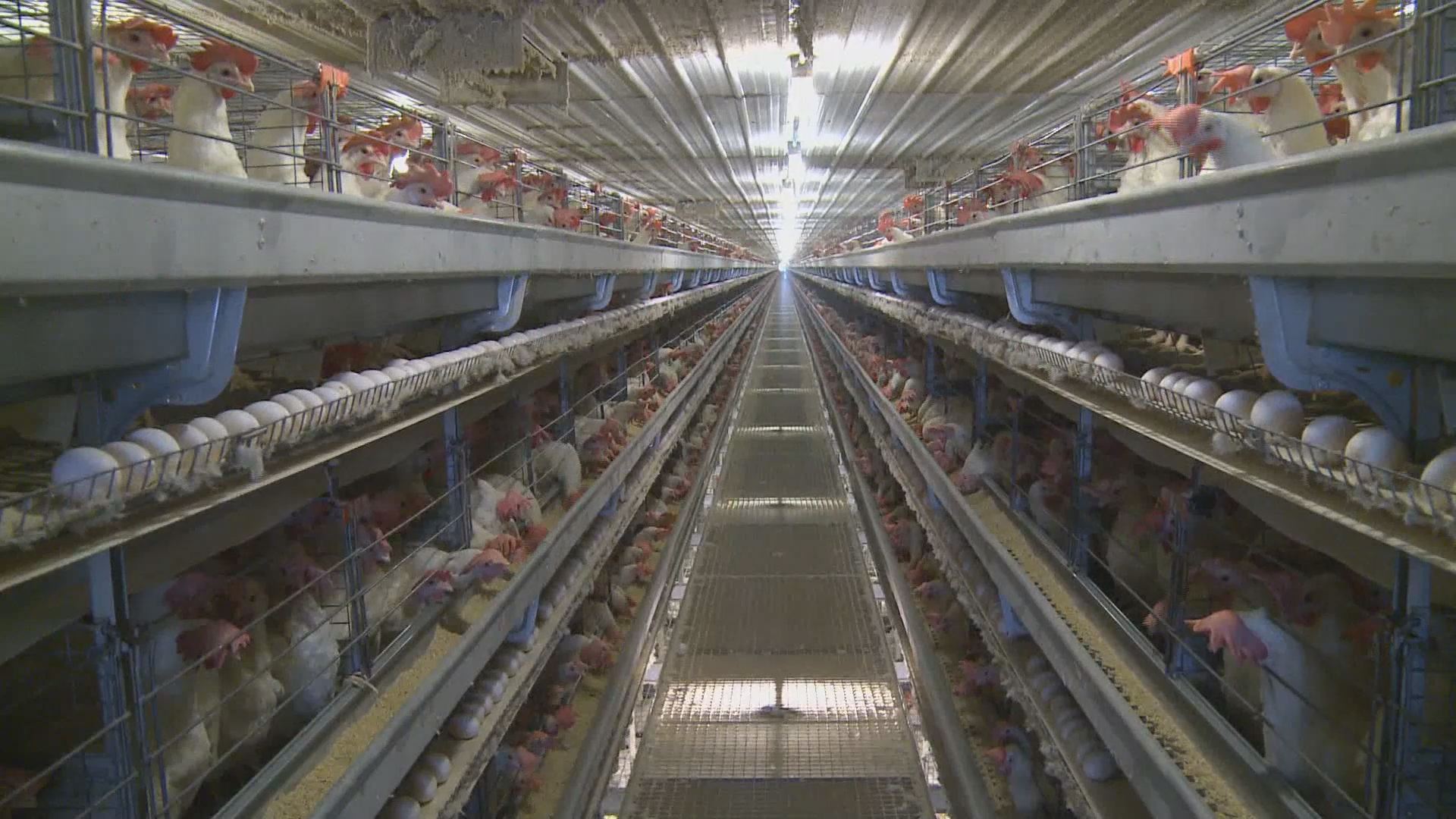 Ga. poultry industry taking measures against avian flu | 11alive.com