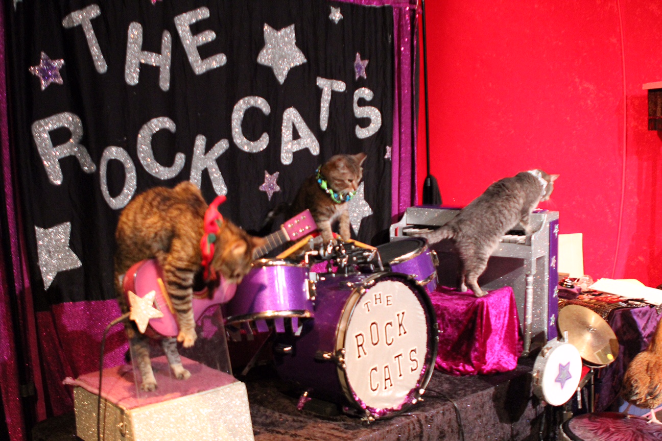 'Cat Circus' draws Atlanta crowd | 11alive.com