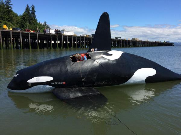 Fake orca plunges into water off Astoria, to scare sea lions | 11alive.com