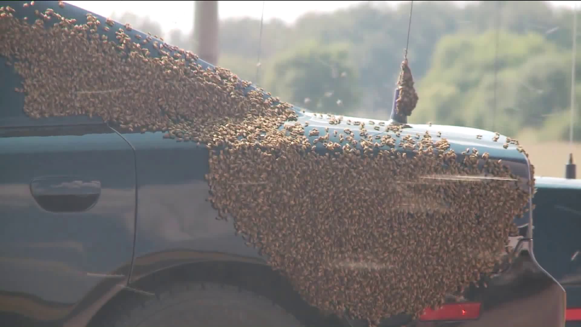 Truck full of honeybees crashes, bees released on interstate | 11alive.com