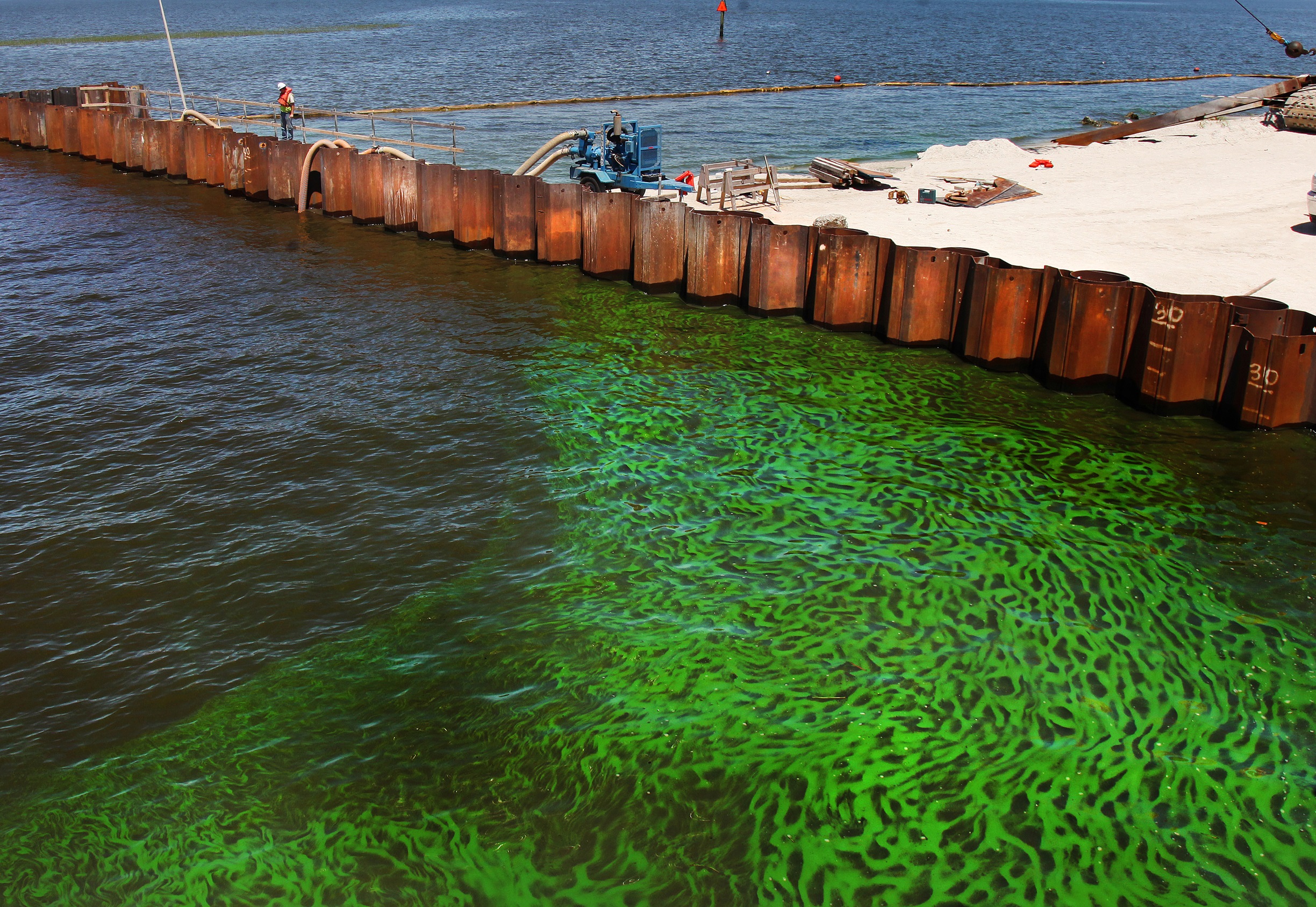 Brain-tangling algae lurks in our waters | cbs8.com