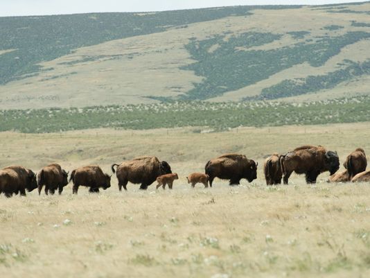 Bison calves born in Colorado | 11alive.com