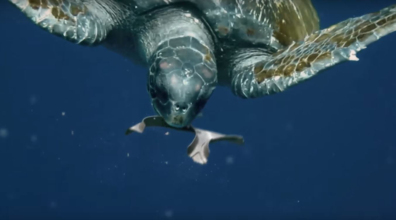 Florida brewery creates edible 6-pack rings | 11alive.com