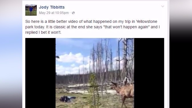 Video shows elk charging photo-taking tourist at Yellowstone | 11alive.com