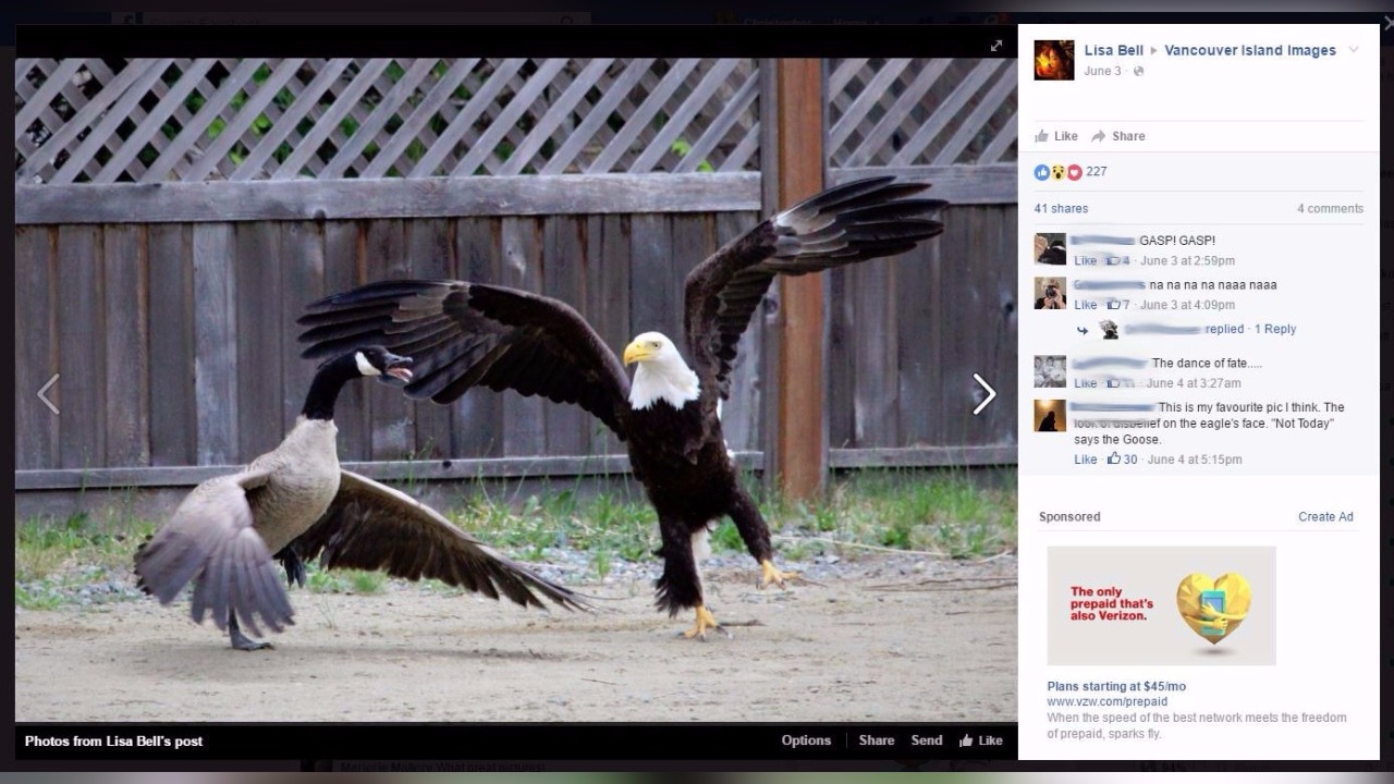 Woman captures epic battle between bald eagle and goose | 11alive.com