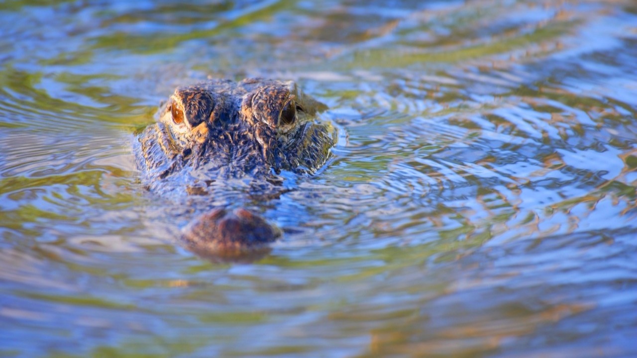 4 gators captured at state park in south Georgia | 11alive.com