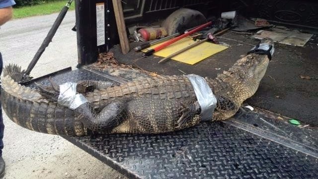 Alligator captured 75 miles northeast of Atlanta | 11alive.com