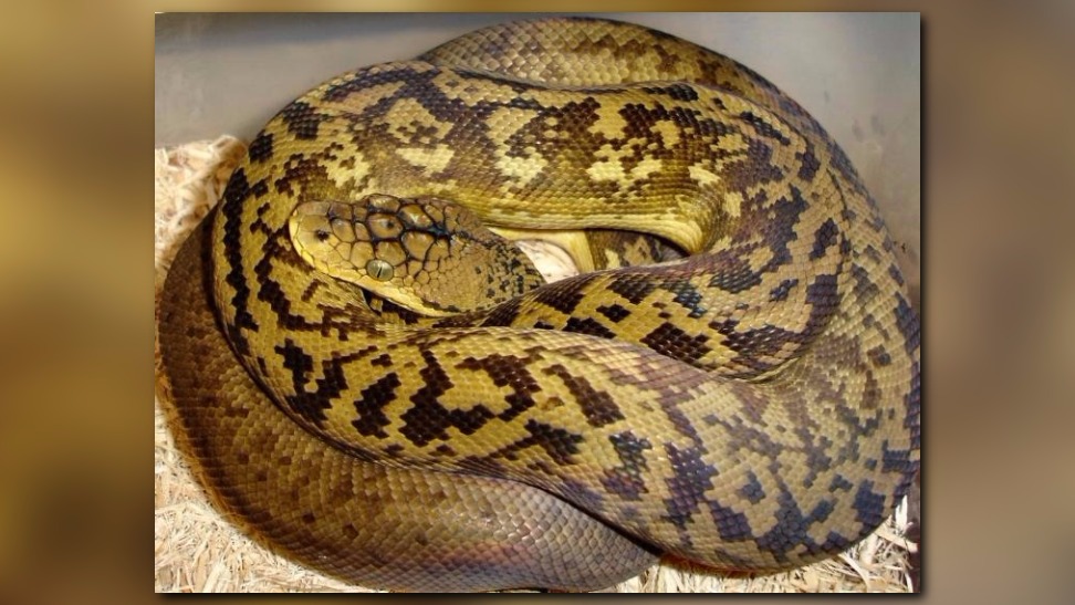 FOUND! Zoo Atlanta finds missing python | 11alive.com