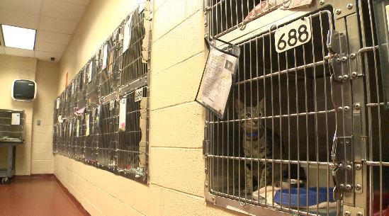 Photos | Cobb County Animal shelter animals | 11alive.com