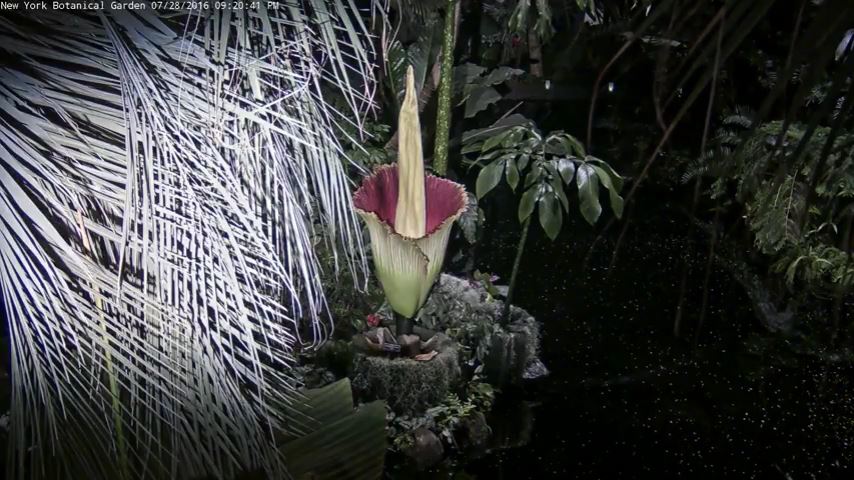 'Pungent' Corpse Flower blooms in New York | 11alive.com