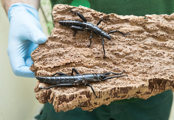 World's rarest insect back from extinction | 11alive.com