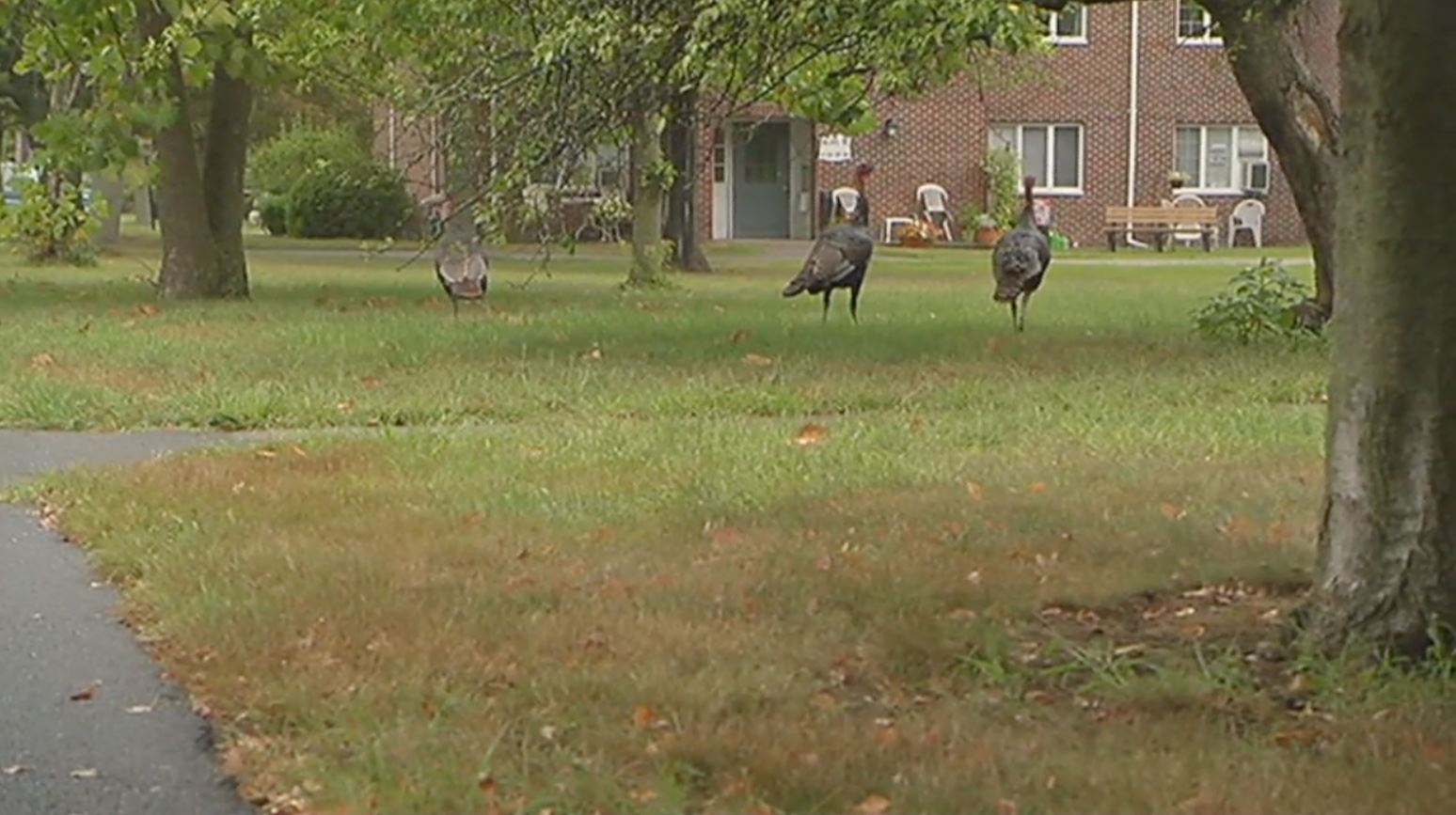 Gutsy turkeys terrorize Massachusetts town (NBC VIDEO) | 11alive.com