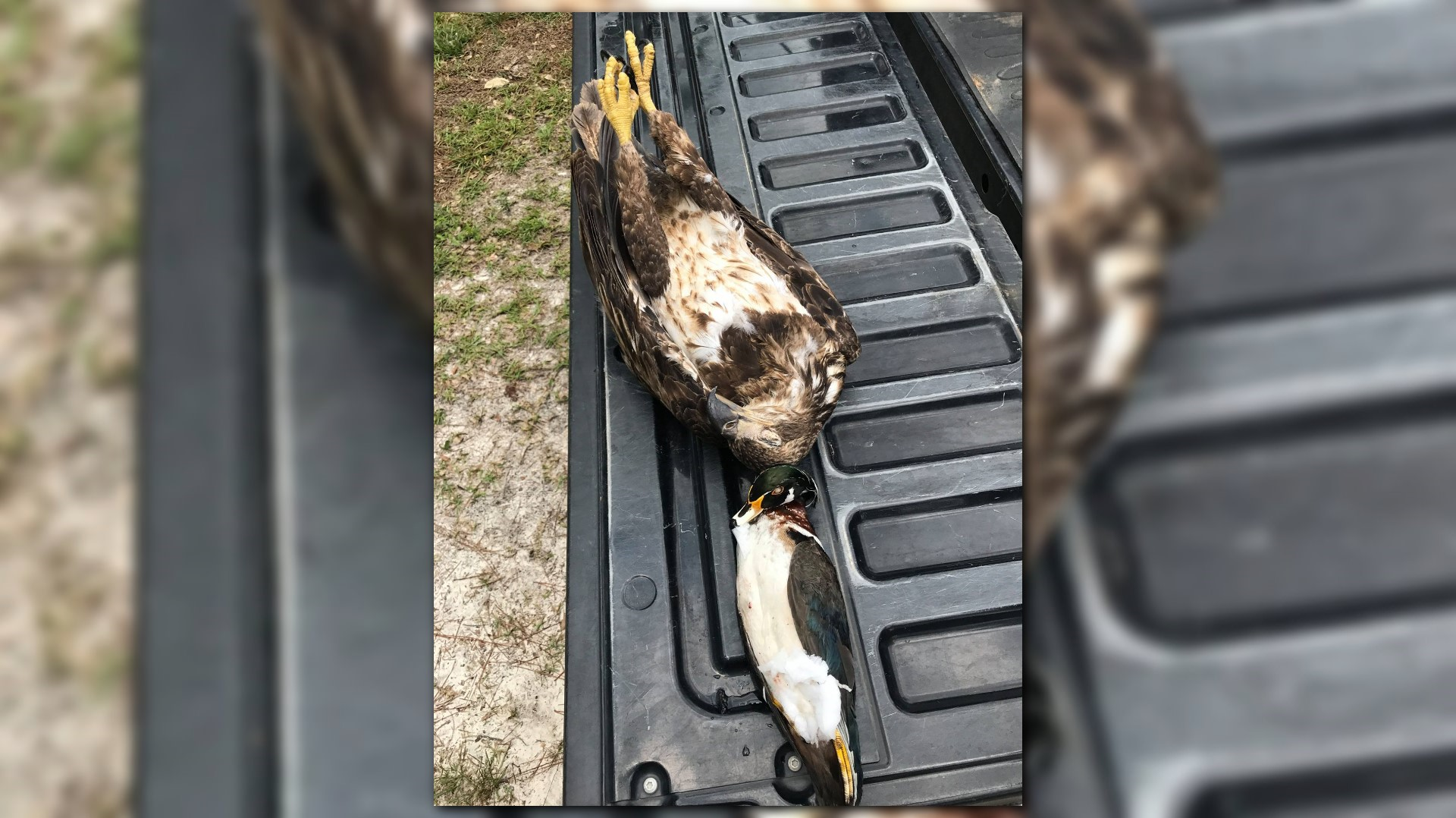 Death of bald eagle leads to arrests of 2 men | wkyc.com