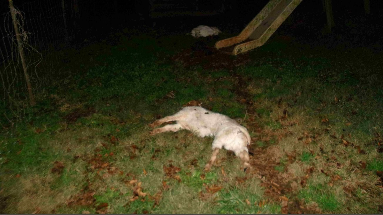 Mysterious discovery | Show goats killed, go missing under unknown ...