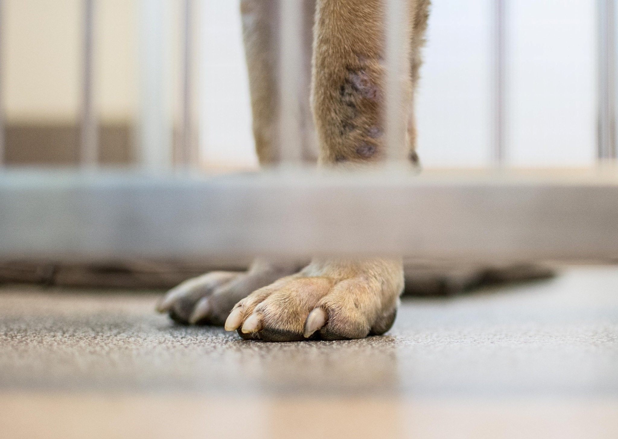 Treadmills, creatine, dogs with scars lead to dog fighting arrests ...